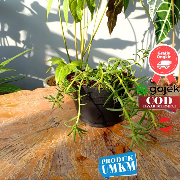 Jual Tanaman hias menarik Sutra bombay bunga ungu besar - Portulaca ...