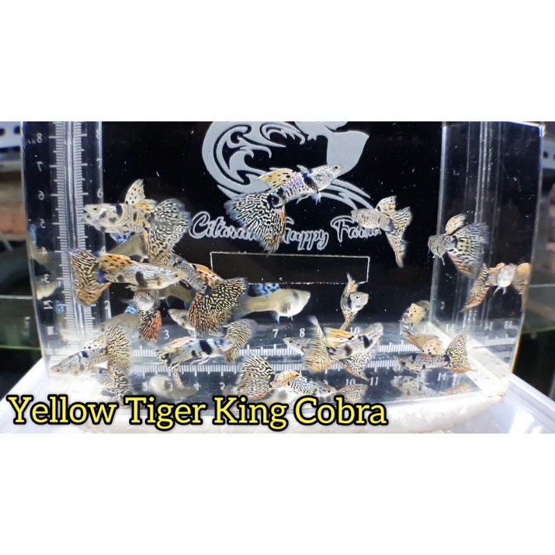 Jual Guppy Yellow Tiger King Cobra atau Guppy YTKC kelas kualitas by. Citarum Guppy Farm ...