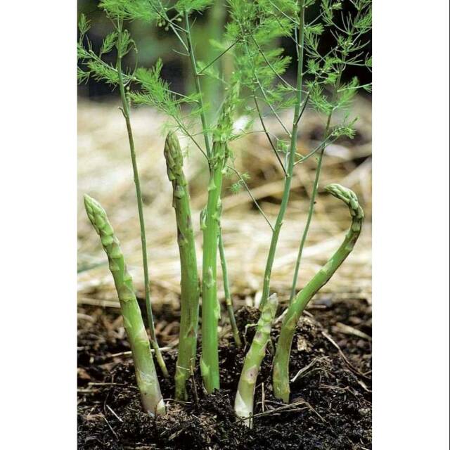 Jual Benih asparagus 10 benih (tangan pertama sehingga murah) | Shopee ...
