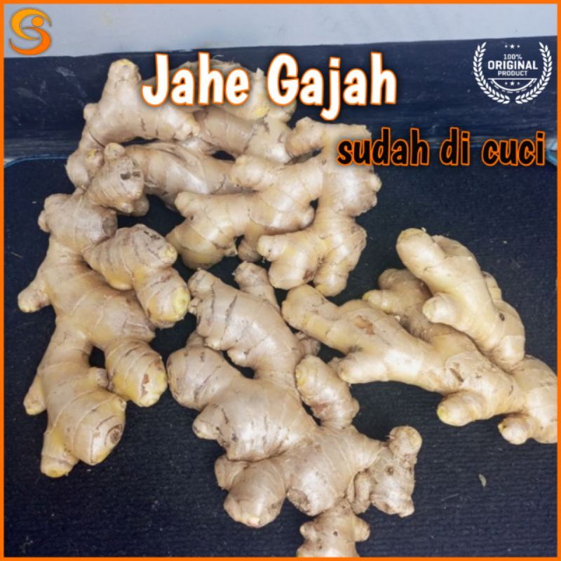 Jual Jahe gajah rempah alami jahe besar segar sudah di cuci bisa COD ...