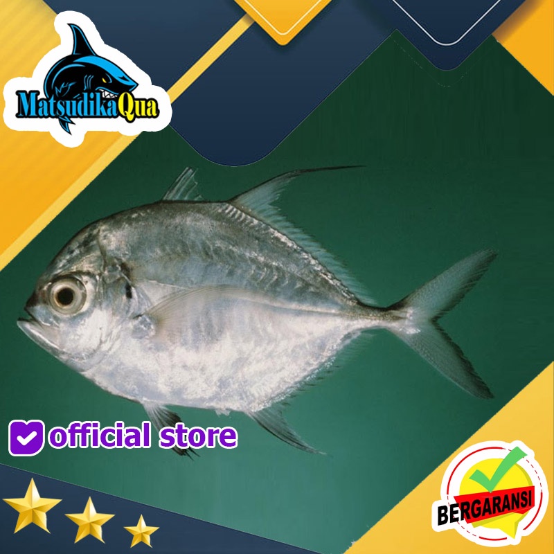 Jual Ikan Hias Pepetek Petek Leioghnatus Fasciatus Brackish Aquarium ...