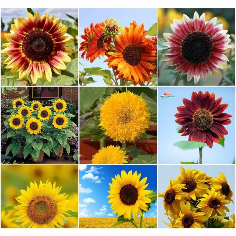 Jual 40 Bibit Bunga Matahari Merah Red Velvet dan vanila Queen Benih ...