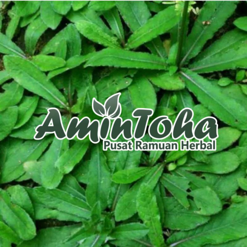 Jual Daun tapak liman segar 500 gram tapakliman segar | Shopee Indonesia