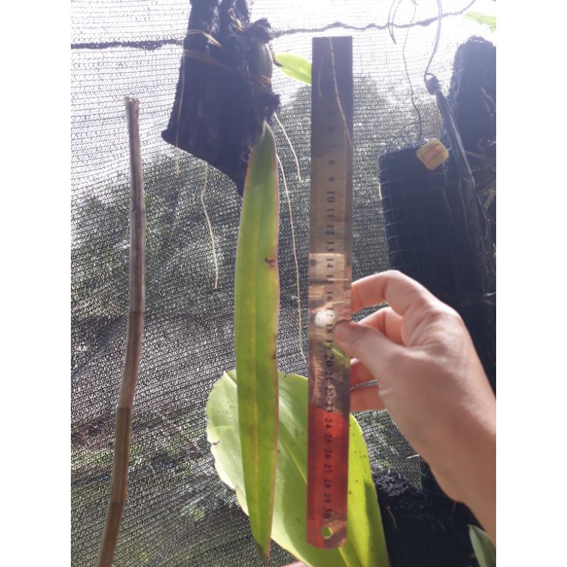 Jual ANGGREK DASI (BULBOPHYLLUM PHALAENOPSIS) | Shopee Indonesia