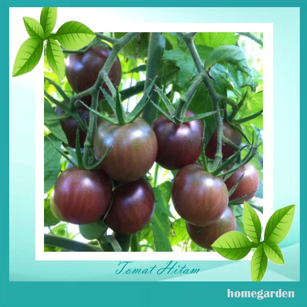 Jual Benih Tomat Hitam Bibit Black Tomato Bibit Tanaman Langka Black ...