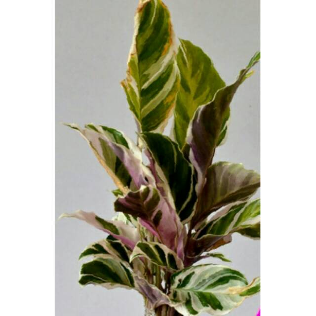 Jual Tanaman Calathea Saputangan | Shopee Indonesia Jual Tanaman Calathea Saputangan | Shopee Indonesia