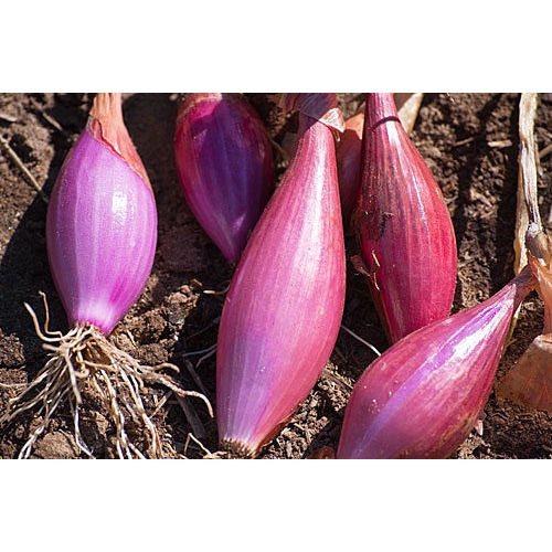 Jual Onion Italian Heirloom Long Red Florence 50 Biji (Benih Biji Bibit ...