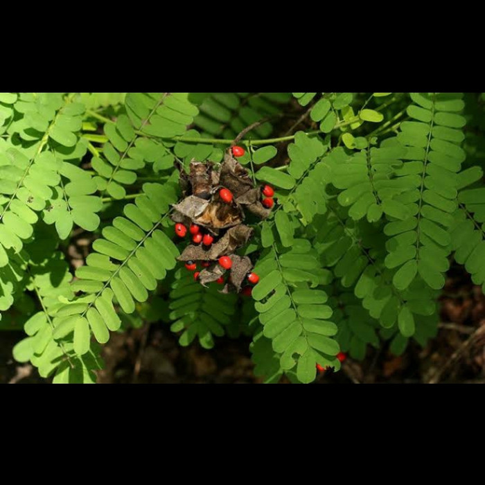 Jual Benih biji tanaman saga-tanaman herbal saga-tanaman rambat saga ...