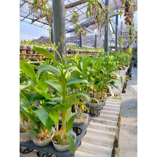 Jual ANGGREK DENDROBIUM SUPERBIENS KNOP/SPIKE | Shopee Indonesia