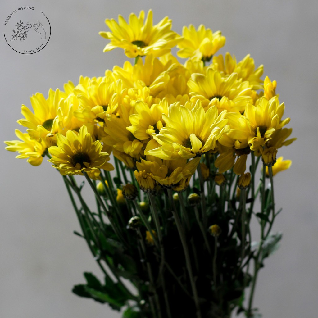 Jual bunga ASTER potong per-IKAT warna KUNING SEGAR(1Ikat isi 10 ...