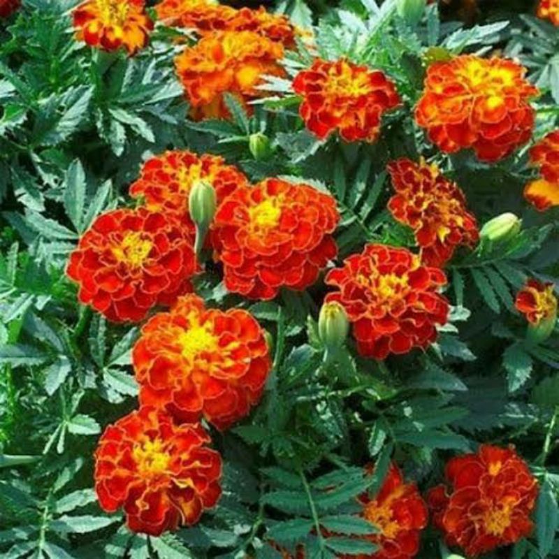 Jual bunga kenikir tumpuk kualitas A | Shopee Indonesia