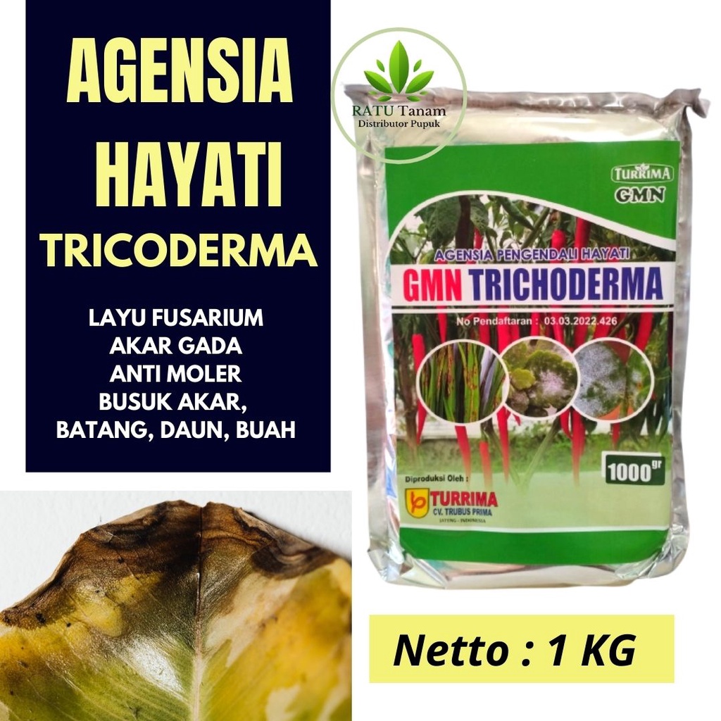 Jual Serbuk Pupuk Hayati Tricoderma, Fungisida Trichoderma Pengendali ...