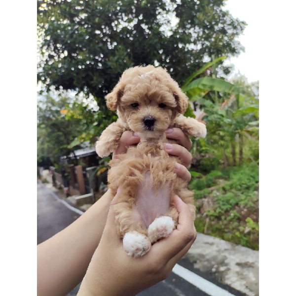 Jual SUPER TINY RED FAWN TOY POODLE MALE FEMALE STAMBUM VAKSIN | Shopee ...