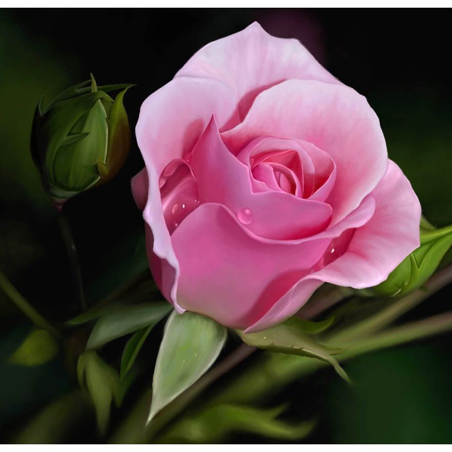 Jual Benih MAWAR PINK Rose Biji Bibit Bunga | Shopee Indonesia