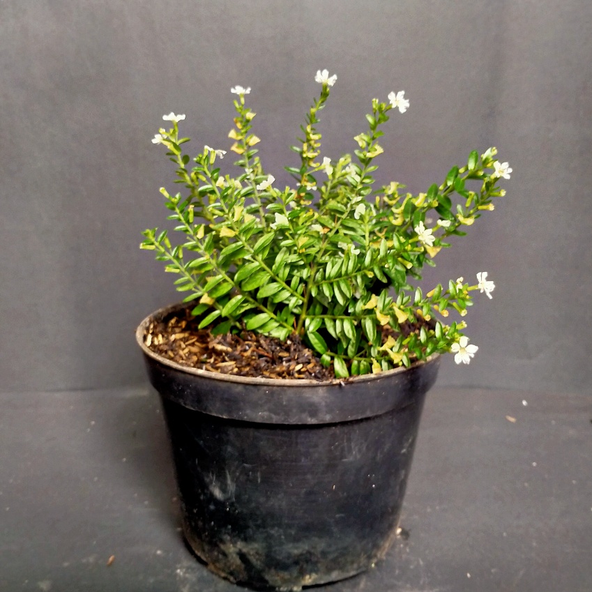 Jual taiwan bunga putih (cuphea hyssopifolia) | Shopee Indonesia