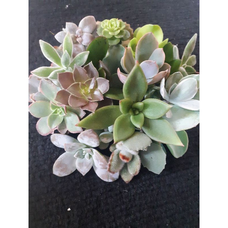 Jual sekulen mini isi 50 pcs | Shopee Indonesia