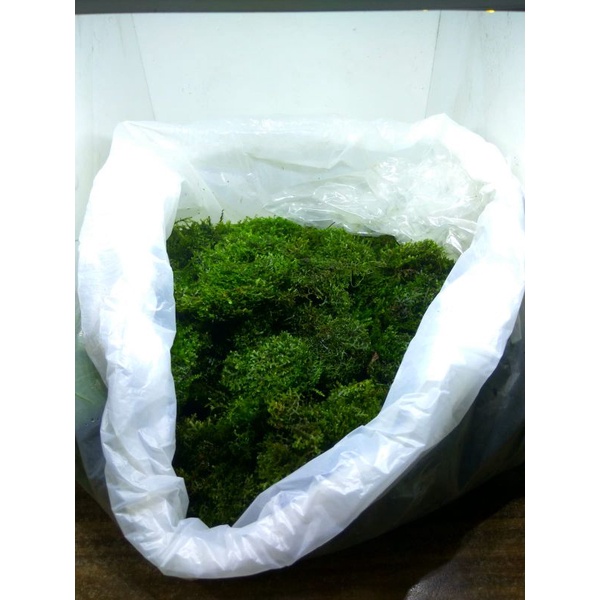 Jual mos wipping segar full daun air per mika dan per nampan | Shopee ...