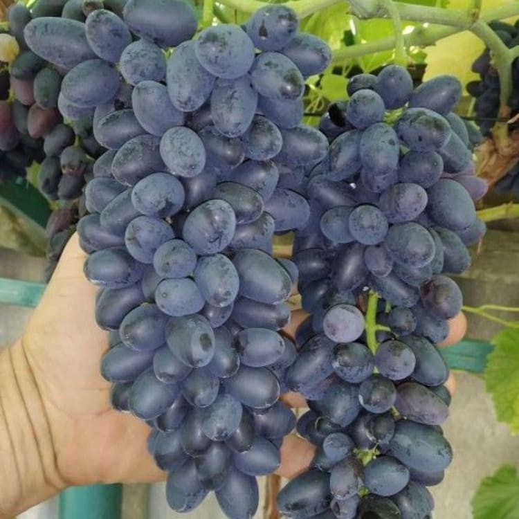 Jual BIBIT ANGGUR IMPORT JOY SEEDLESS | Shopee Indonesia