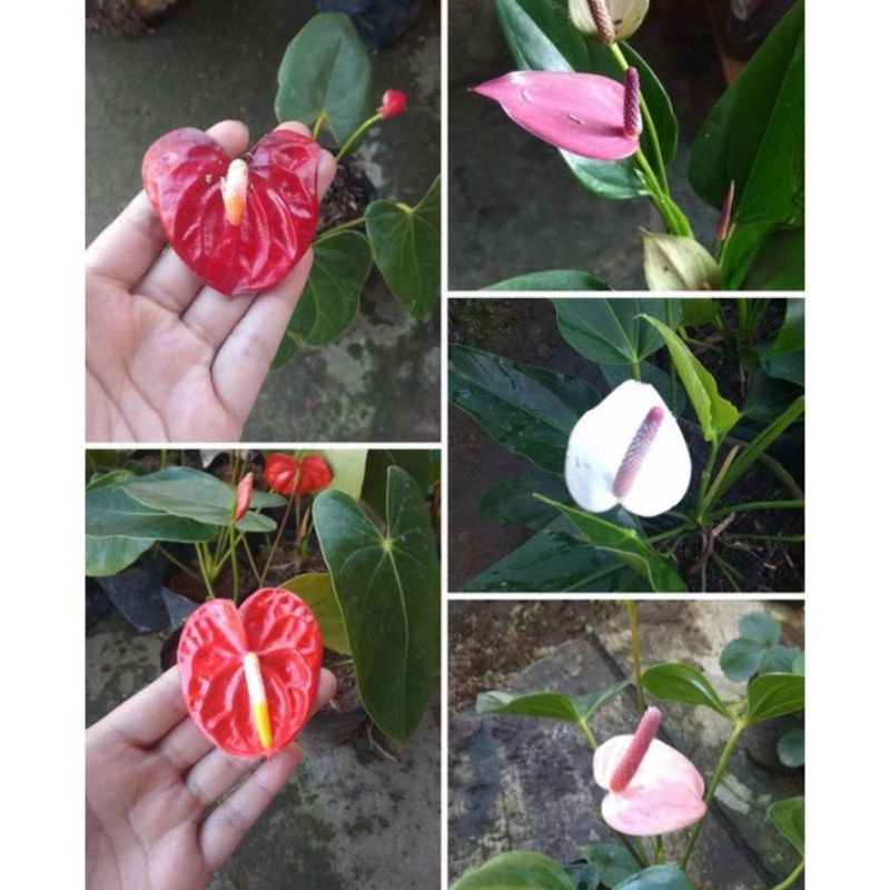 Jual PAKET ANTHURIUM 5 WARNA (Merah, Oren, Pink, Ungu, Putih) [Sudah ...