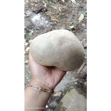 Jual Kentang Udara / Kentang Gantung / Gembolo / Air potato / Kentang ...