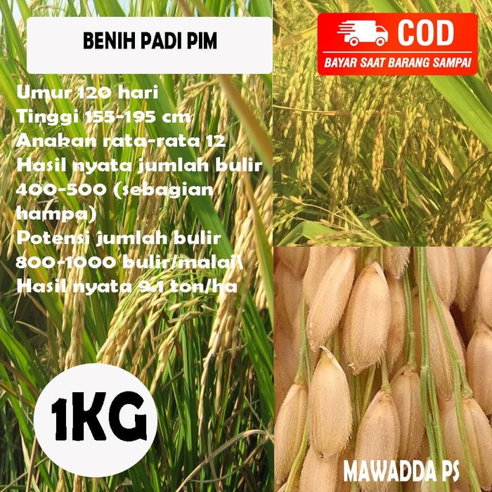 Jual Biji Padi PM 1 Kemasan 1 Kg | Shopee Indonesia