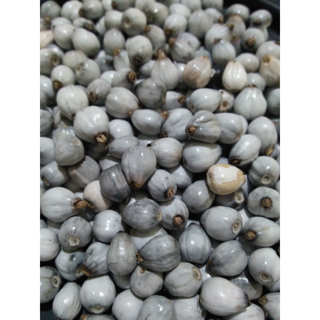 Jual Biji Kering Jali Jali/ Hanjeli/Jalu Watu (Coix Lacryma-Jobi L ...
