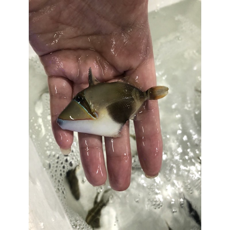 Jual ikan hias laut triger motor | Shopee Indonesia