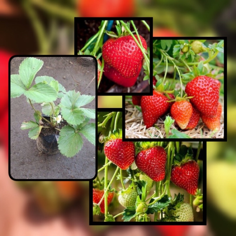 Jual Bibit Buah Stroberi / Strawberry California sangat Manis dan rajin ...