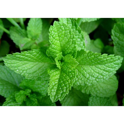 Jual Daun Bandotan Segar - Obat Herbal | Shopee Indonesia Jual Daun Bandotan Segar - Obat Herbal | Shopee Indonesia