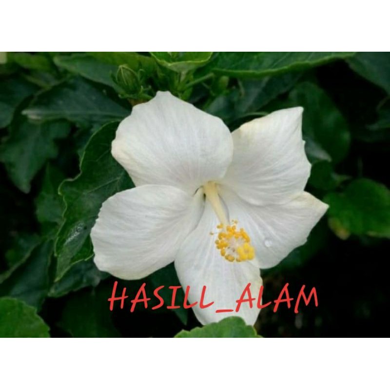 Jual tanaman hias hibiscus putih / tanaman bunga sepatu putih BIG SIZE ...