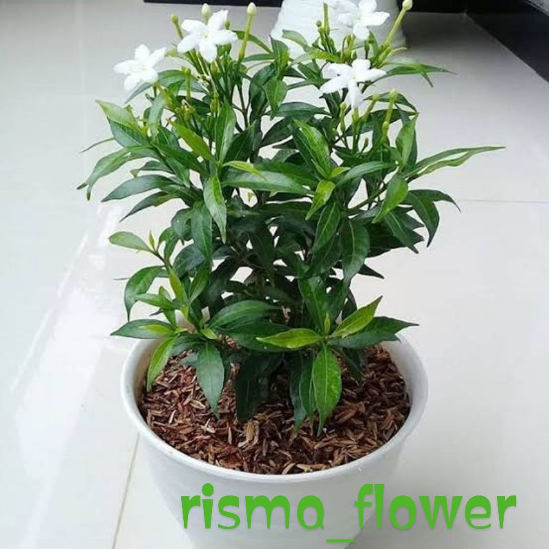 Jual POHON ROMBUSA MINI ( TANAMAN HIAS ) | Shopee Indonesia
