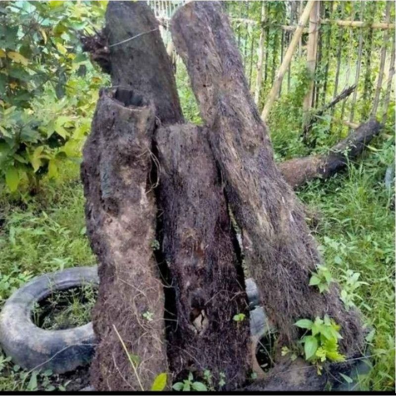 Jual media tanam pakis batang 1 meter | Shopee Indonesia