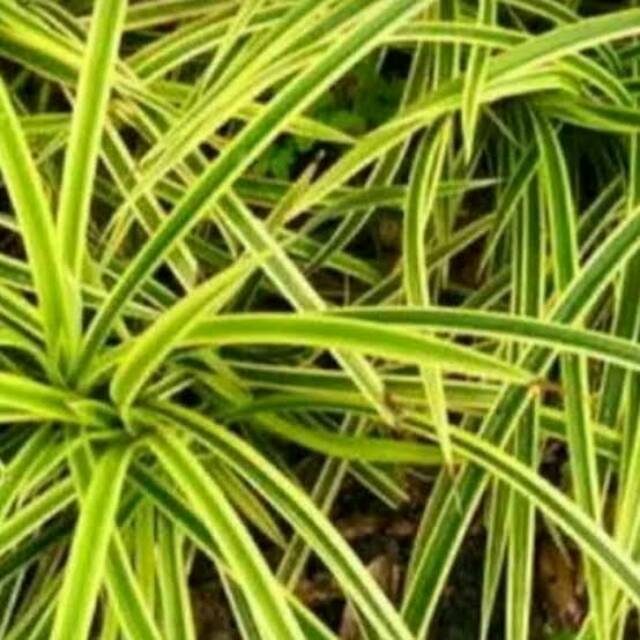 Jual tanaman hias pandan afrika / pandan kuning | Shopee Indonesia