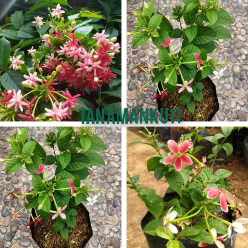 Jual tanaman melati belanda rimbun super | Shopee Indonesia