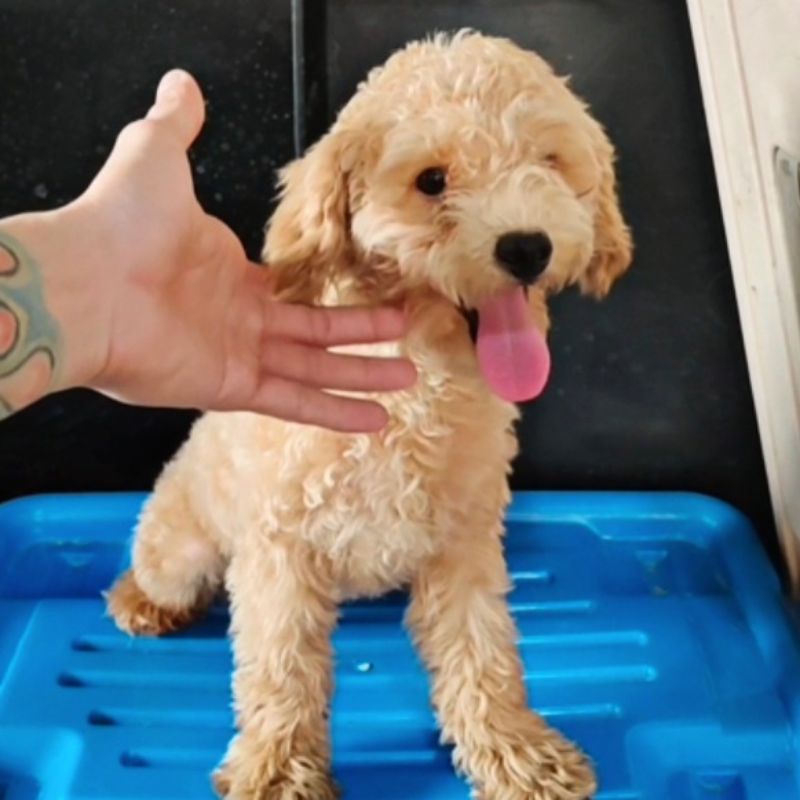 Jual ANJING TOY POODLE BETINA WARNA APRICOT/FAWN MIRIP BONEKA TEDDY ...