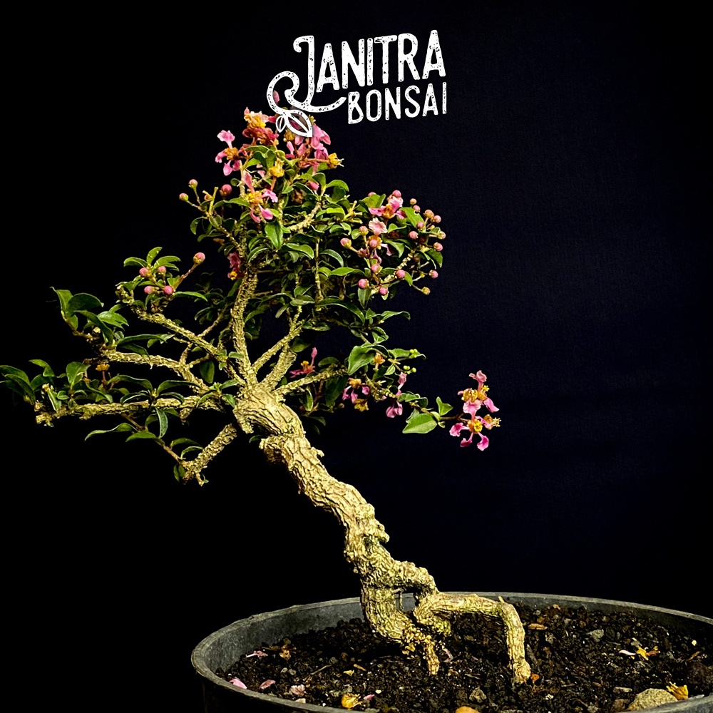 Jual Bonsai sakura micro | Shopee Indonesia