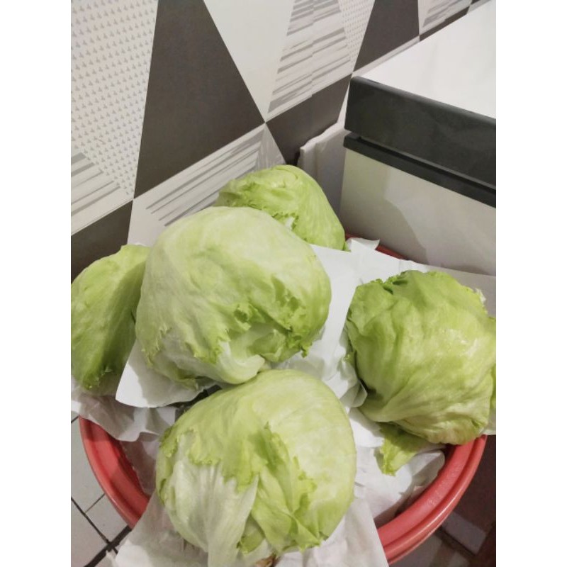 Jual Letuce Iceberg - Lotus Super 1kg | Shopee Indonesia