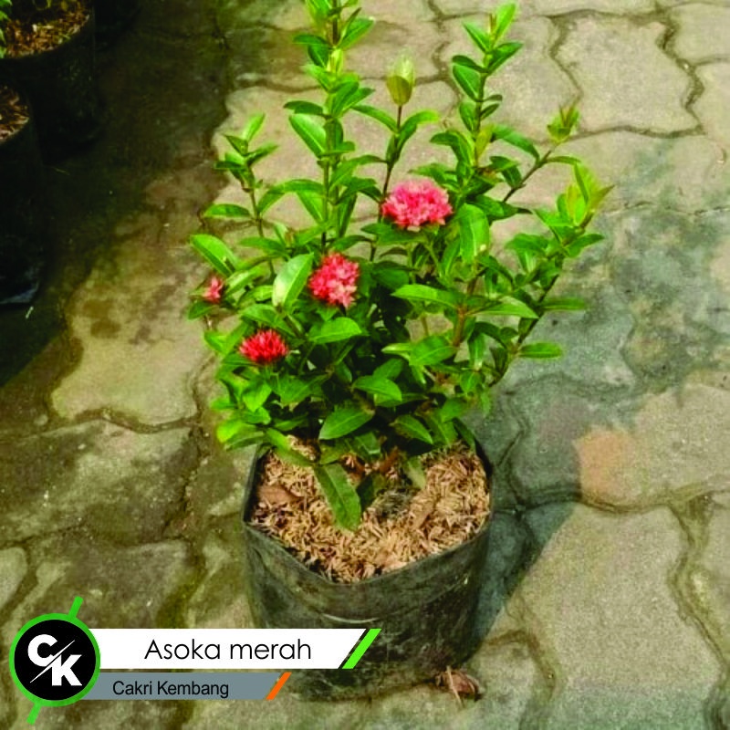 Jual bibit bunga asoka merah (Saraca Indica)- Tanaman Hias Bunga Soka ...