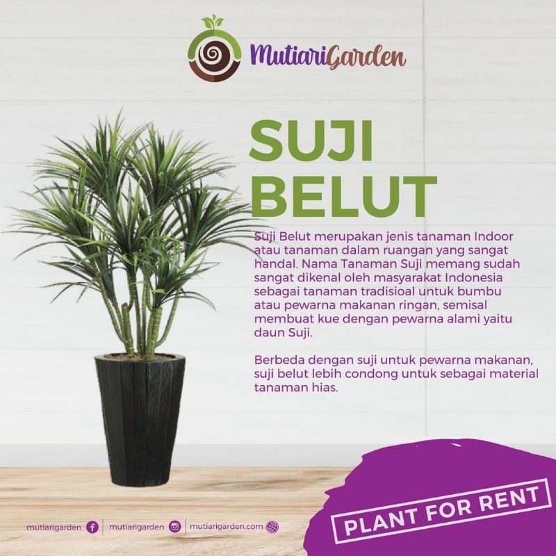 Jual tanaman suji belut | Shopee Indonesia