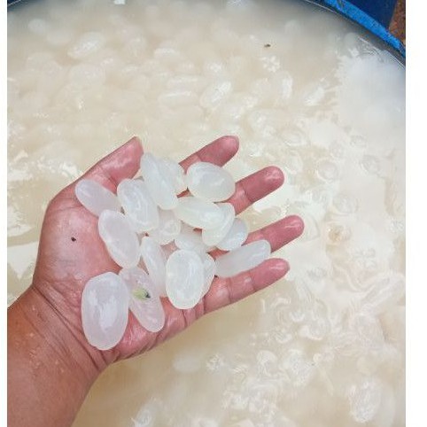 Jual KOLANG KALING CANGKALENG CARULUK segar 1 Kg | Shopee Indonesia