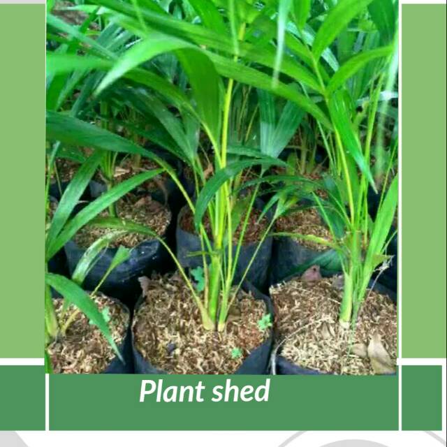 Jual Tanaman palm Palem kuning (Dypsis lutescens) | Shopee Indonesia