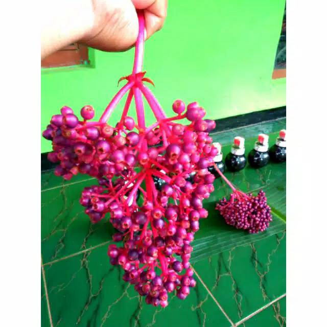 Jual Buah Parijoto / Parijotho Khas Muria Kudus Promil Dan Bumil Berat ...