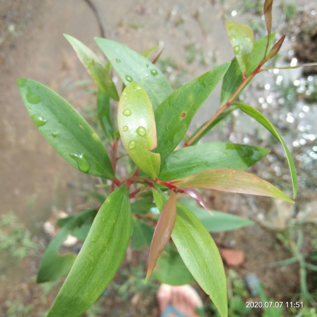 Jual Bibit pohon kayu putih/galam | Shopee Indonesia