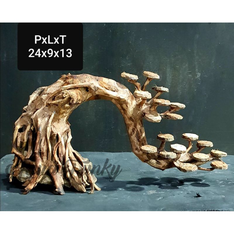 Jual Bonsai kayu rasamala 24cm | Shopee Indonesia