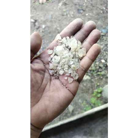 Jual 1kg Getah/Myrrh/Resin Damar Mata Kucing Asli Lampung | Shopee ...