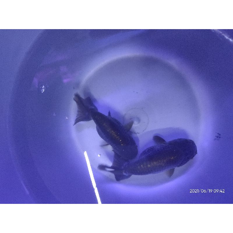 Jual KOKI BLACK RANCU SIZE L | Shopee Indonesia