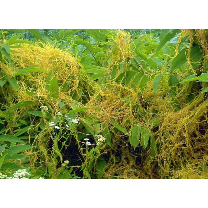 Jual Tumbuhan Parasit Tali putri Sangga Langit Cuscuta Cassytha Segar ...