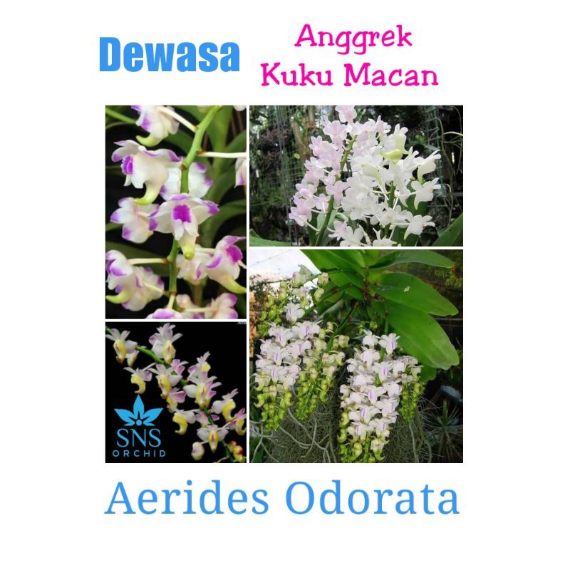 Jual Anggrek Kuku Macan Dewasa Aerides Odorata spesies unik langka ...