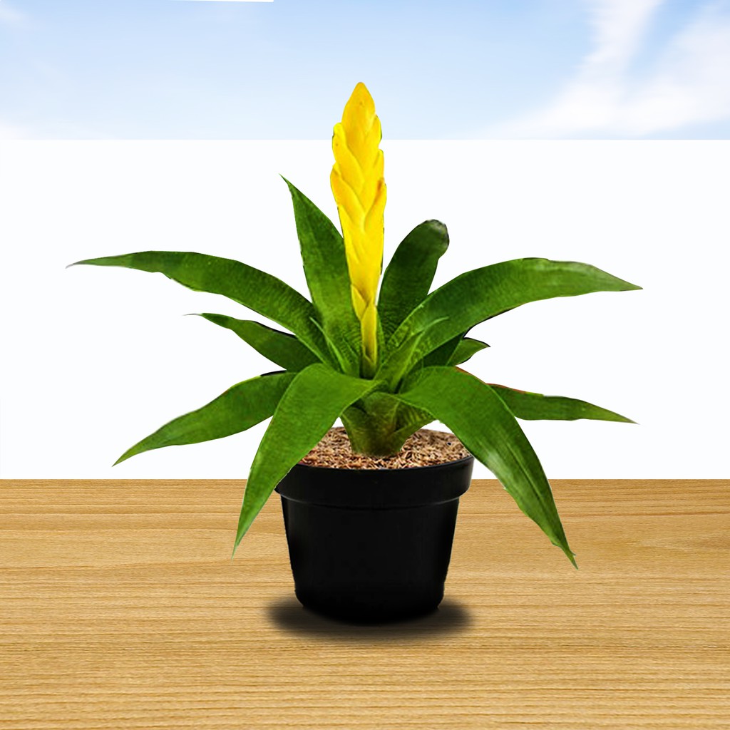 Jual tanaman hias bromelia vriesea ospinae bunga kuning | Shopee Indonesia