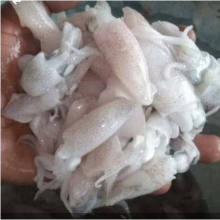Jual Baby cumi kemasan 1kg | Shopee Indonesia